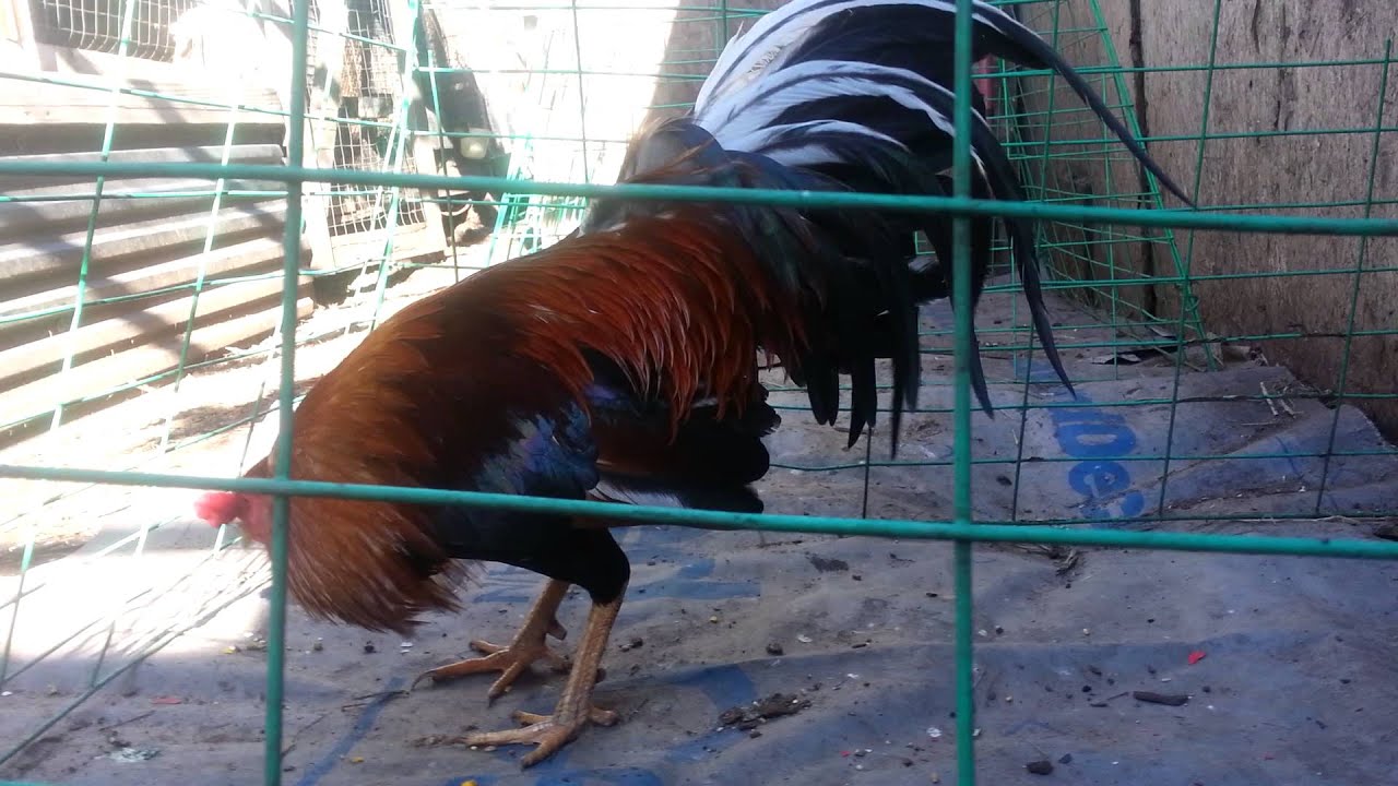 Pinnion hatch - YouTube