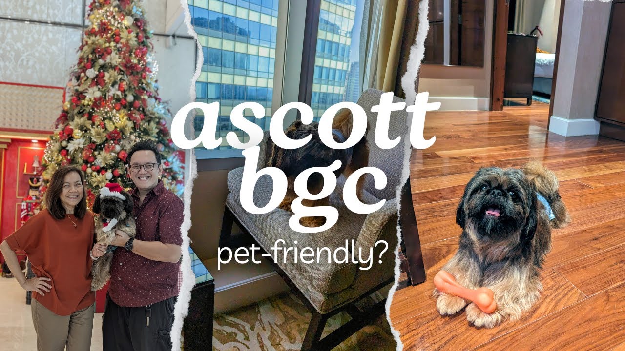 Pet-friendly Luxury Staycation at Ascott BGC - YouTube