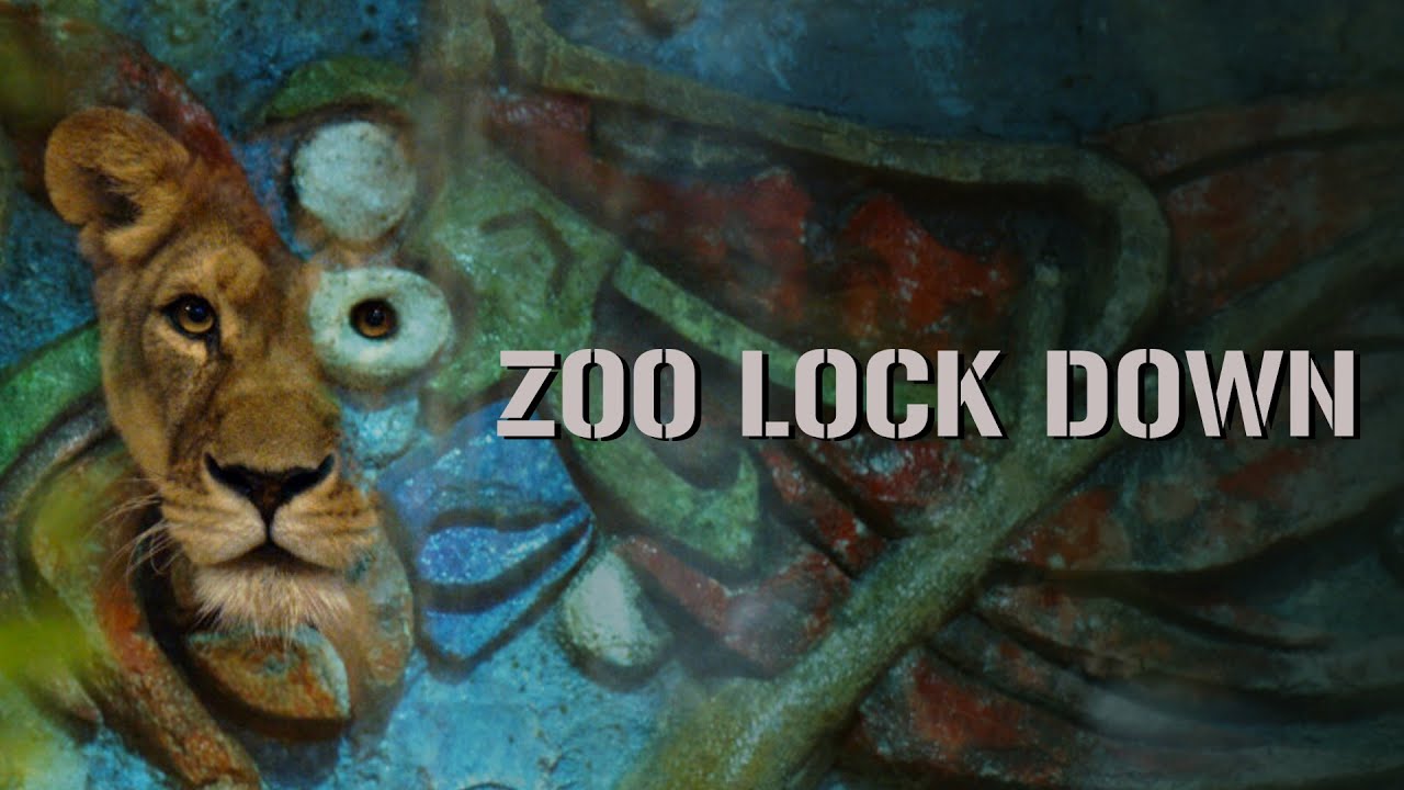 ZOO LOCK DOWN Official Trailer | Now Streaming on Fandor! - YouTube