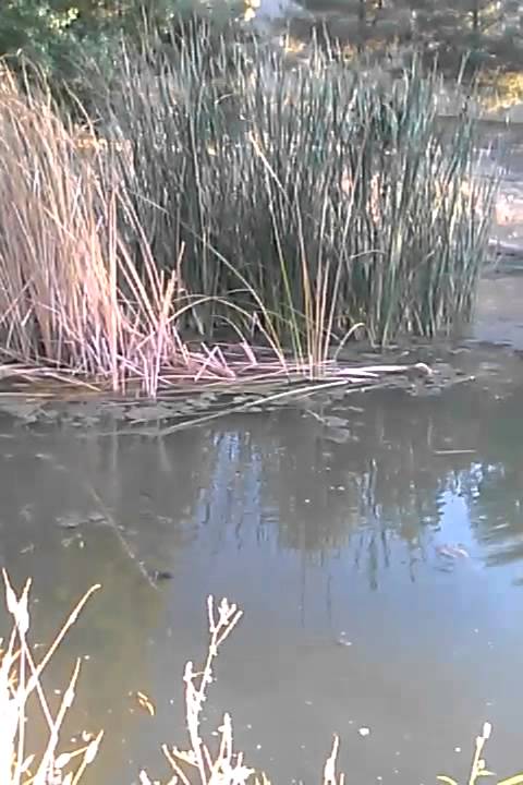 Bass eats bird - YouTube