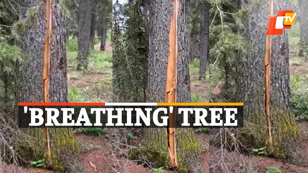 Viral Video | 'Breathing' Tree Leaves Internet Shocked | OTV News - YouTube