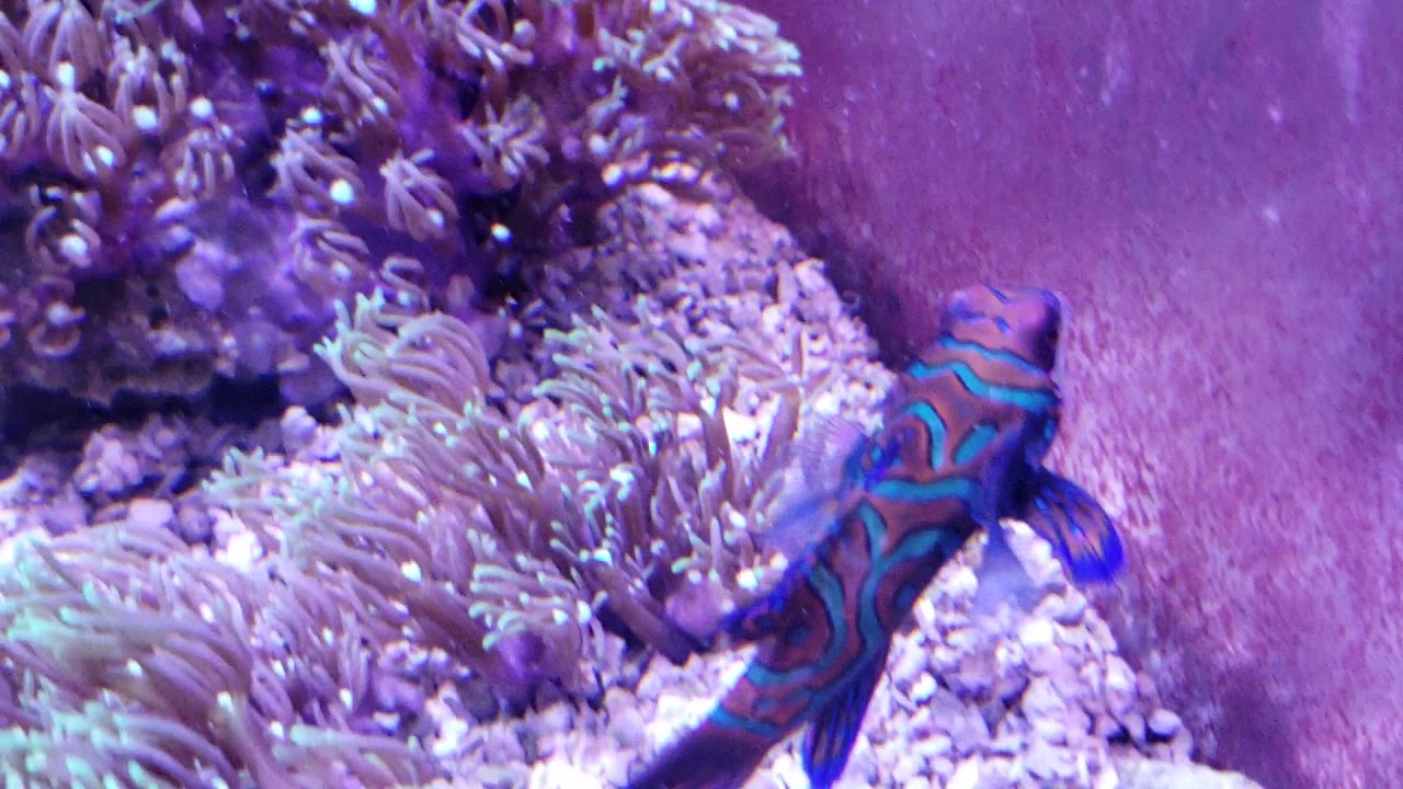 WYSIWYG Blue Mandarin Pair W9 - YouTube