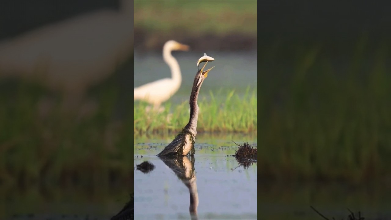Fish picker bird hi-res in the water #viral #shorts #birds #birdslover ...