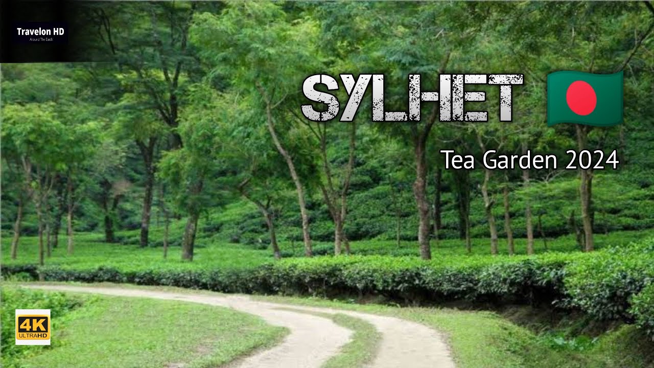 Biggest Tea Garden | Sylhet | Travel Video 2024 | Beautiful Bangladesh ...