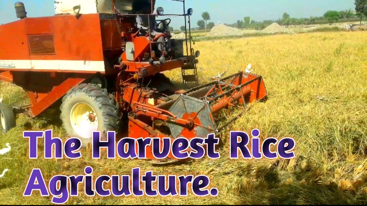 Rice Harvest Prosec/Amazing Rice Agriculture Farms/Harvest Rice In ...