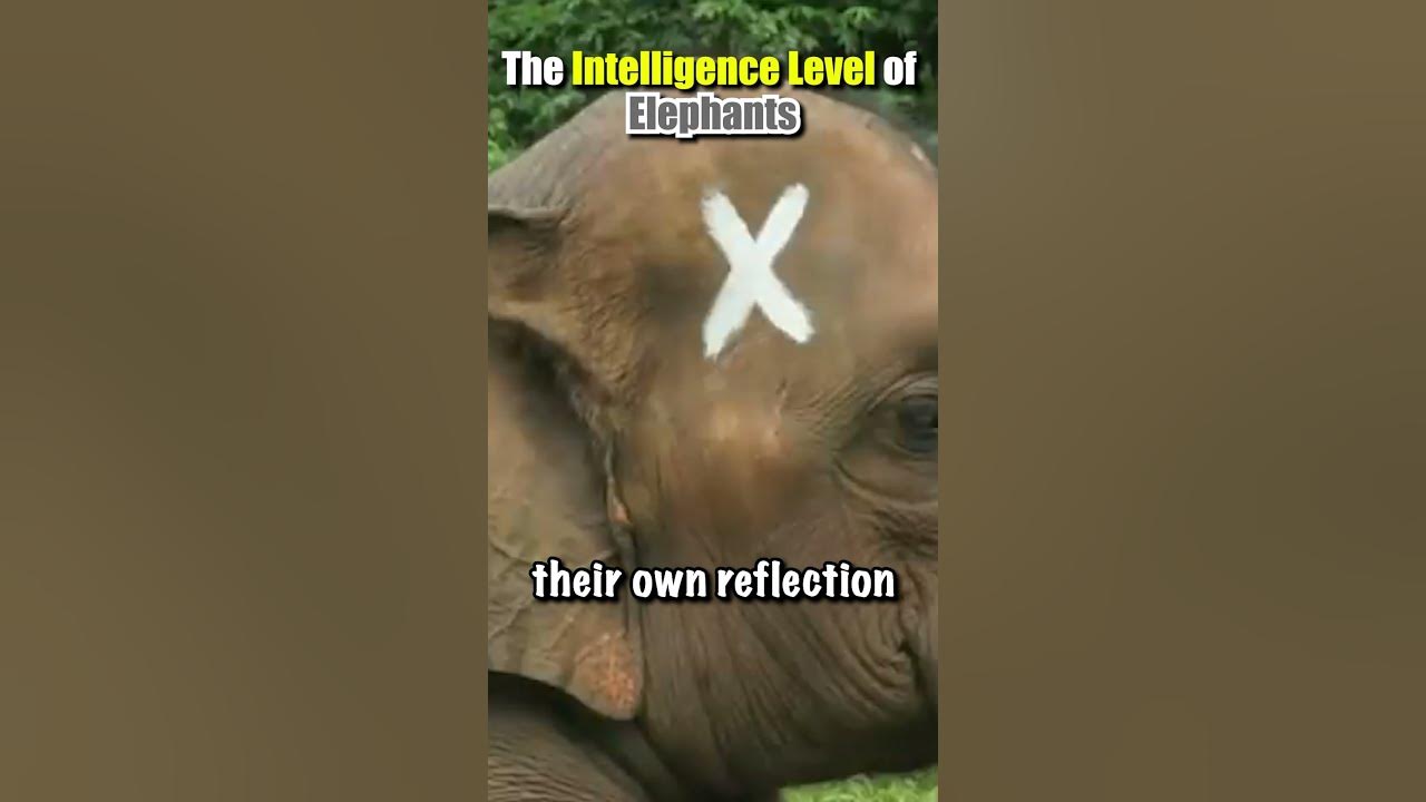 The Intelligence Level of Elephants - YouTube