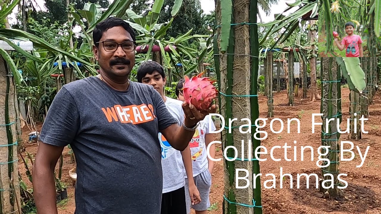 Dragon Fruit Collecting By Brahmas - YouTube