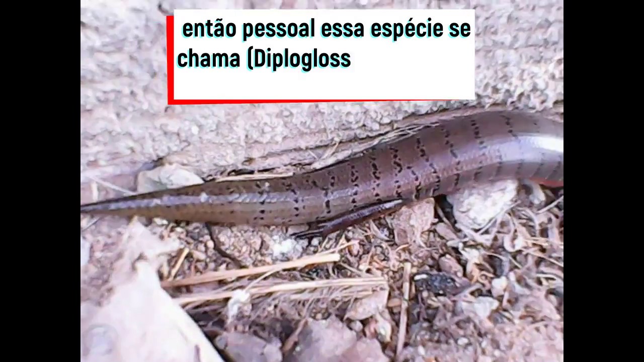 SALAMANDRA ou CALANGO LISO (Diploglossus Lessonae) - YouTube