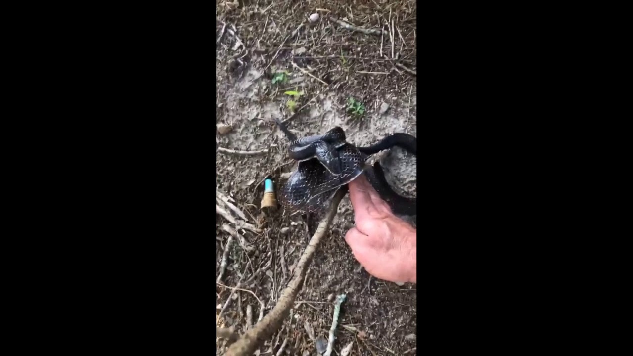 Relocating a snake while enjoying some Cake - YouTube