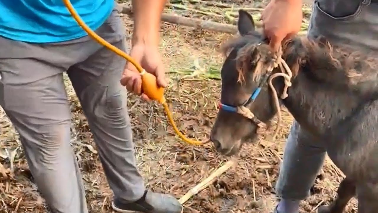 Feed the donkey medicine through a nasal tube! - YouTube