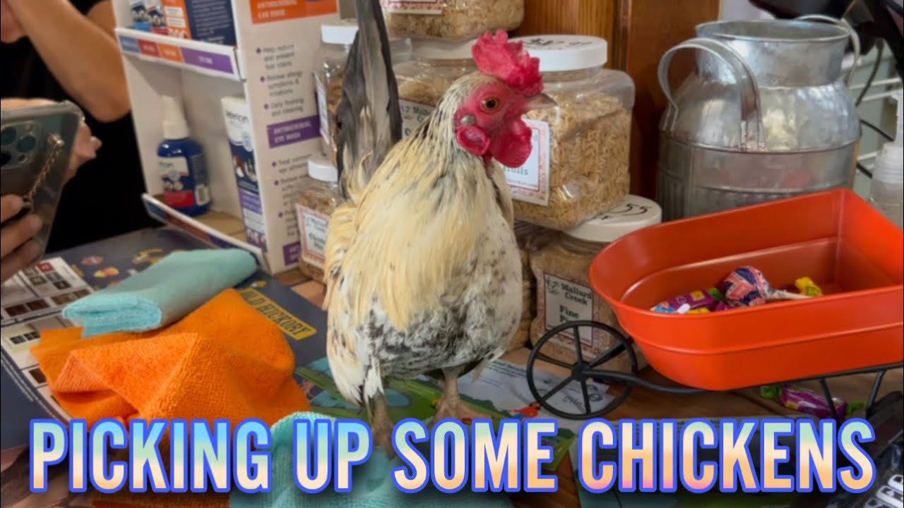 Picking Up Some Baby Chickens 🐓 - YouTube