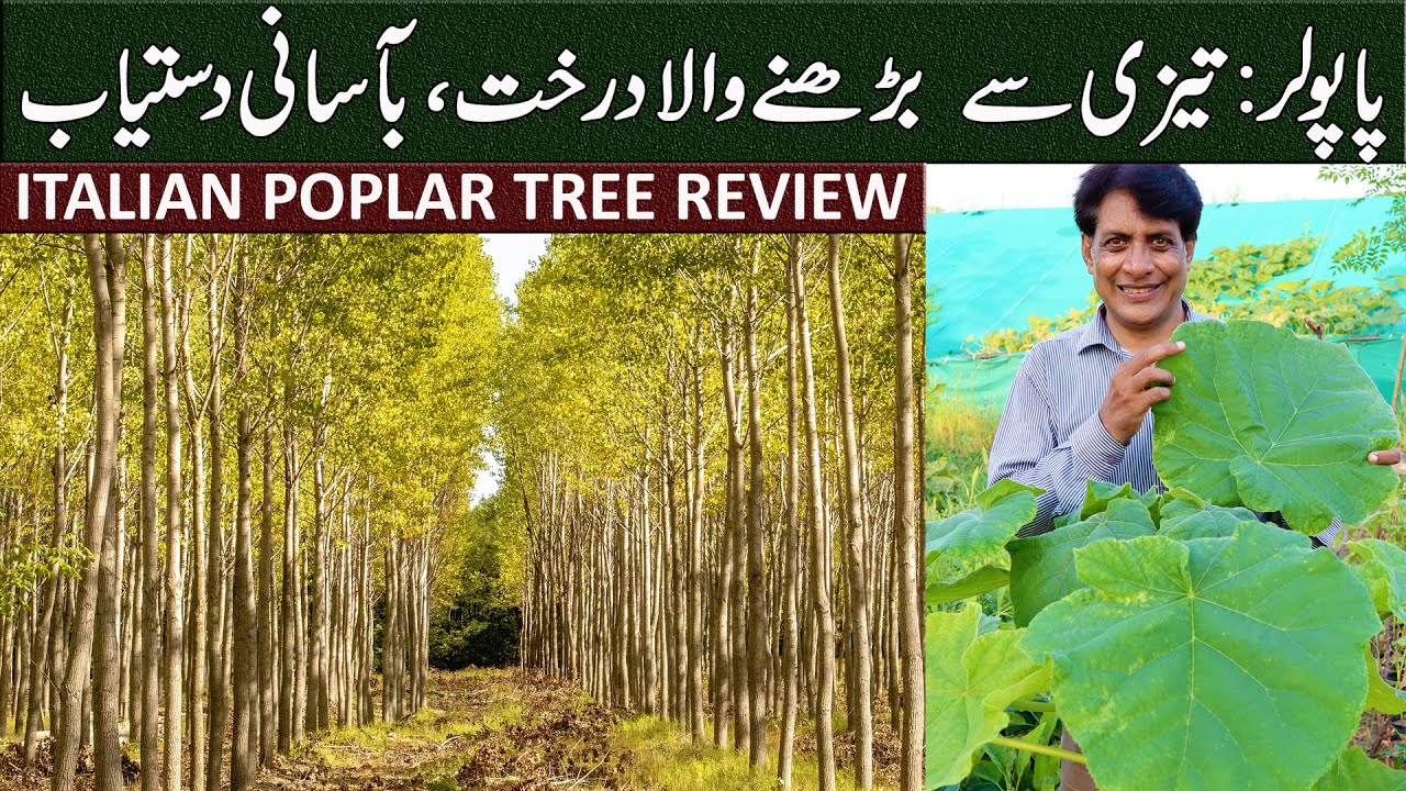 Italian Poplar Tree Plants at Talha Seedling Hub Rawalpindi | Review ...