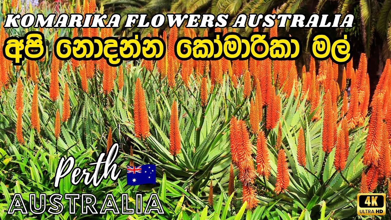 Komarika flowers 💐 Australia 🇦🇺 | අපි නොදන්න කෝමාරිකා මල් - YouTube