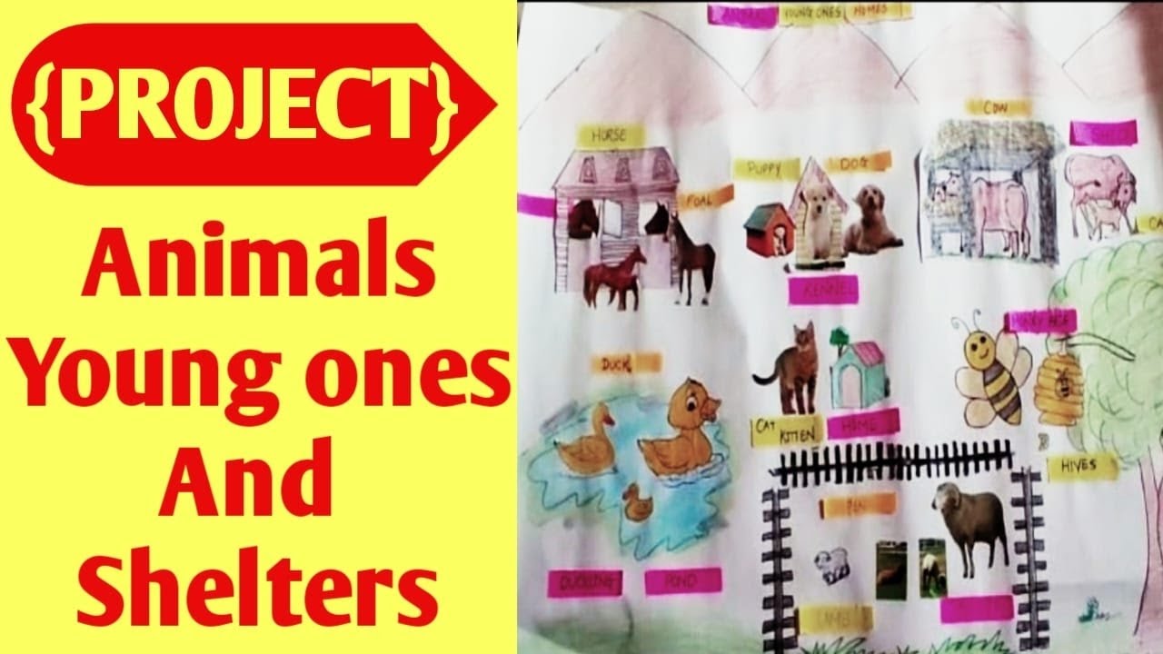 Animal, young ones and their homes/Evs project for lkg/ ukg. #project # ...