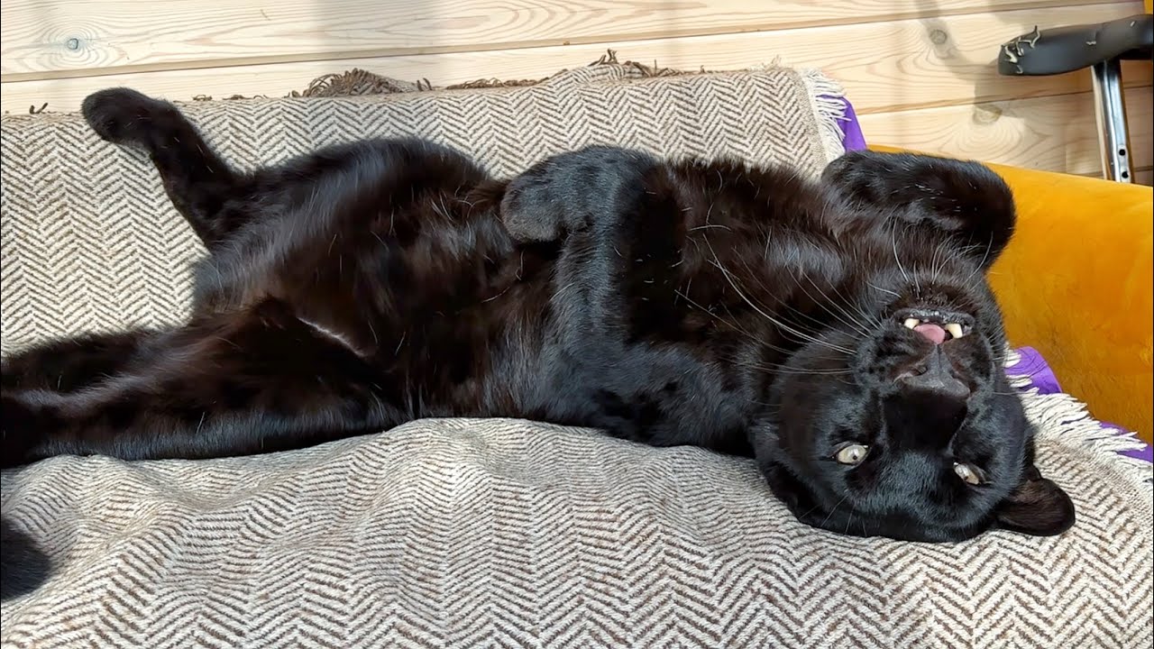 Luna the panther, cat cafe and other things 😸 (ENG SUB) - YouTube