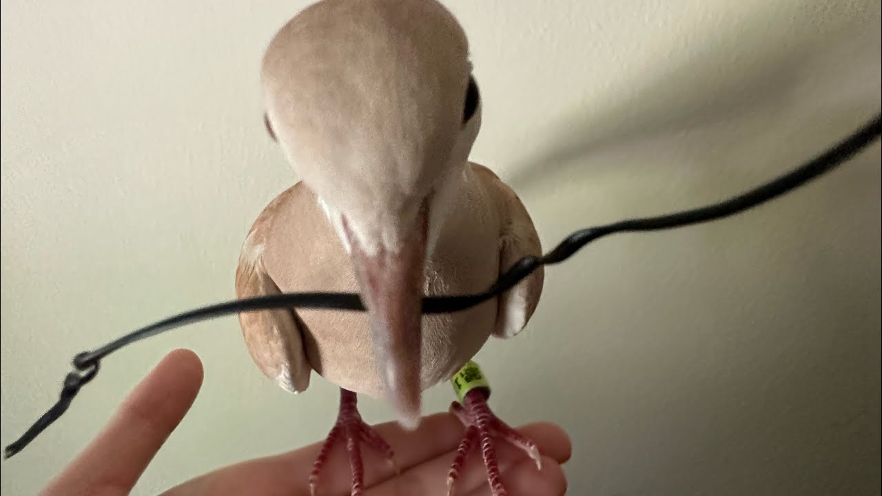 Dove Training routine - YouTube