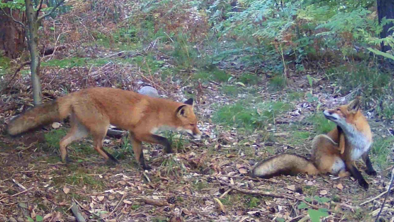 🦊 Wild Visitors of the Forest 🌲: Fox, Squirrel & Cats on Trail Cam 📸 # ...