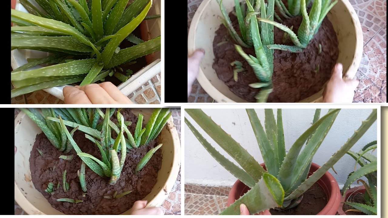 صبار الحقيقي كيف تكتيره في ألمنزل وا طريقة نجاحيه - YouTube