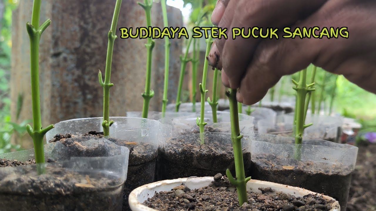 Cara Stek Pucuk Sancang - YouTube