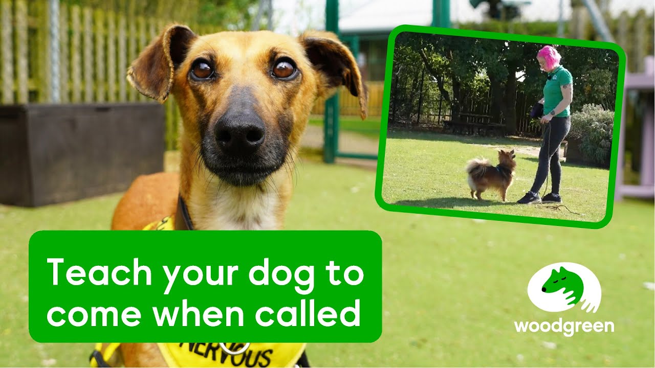 Master dog recall training – Tips to teach your dog to come when called ...
