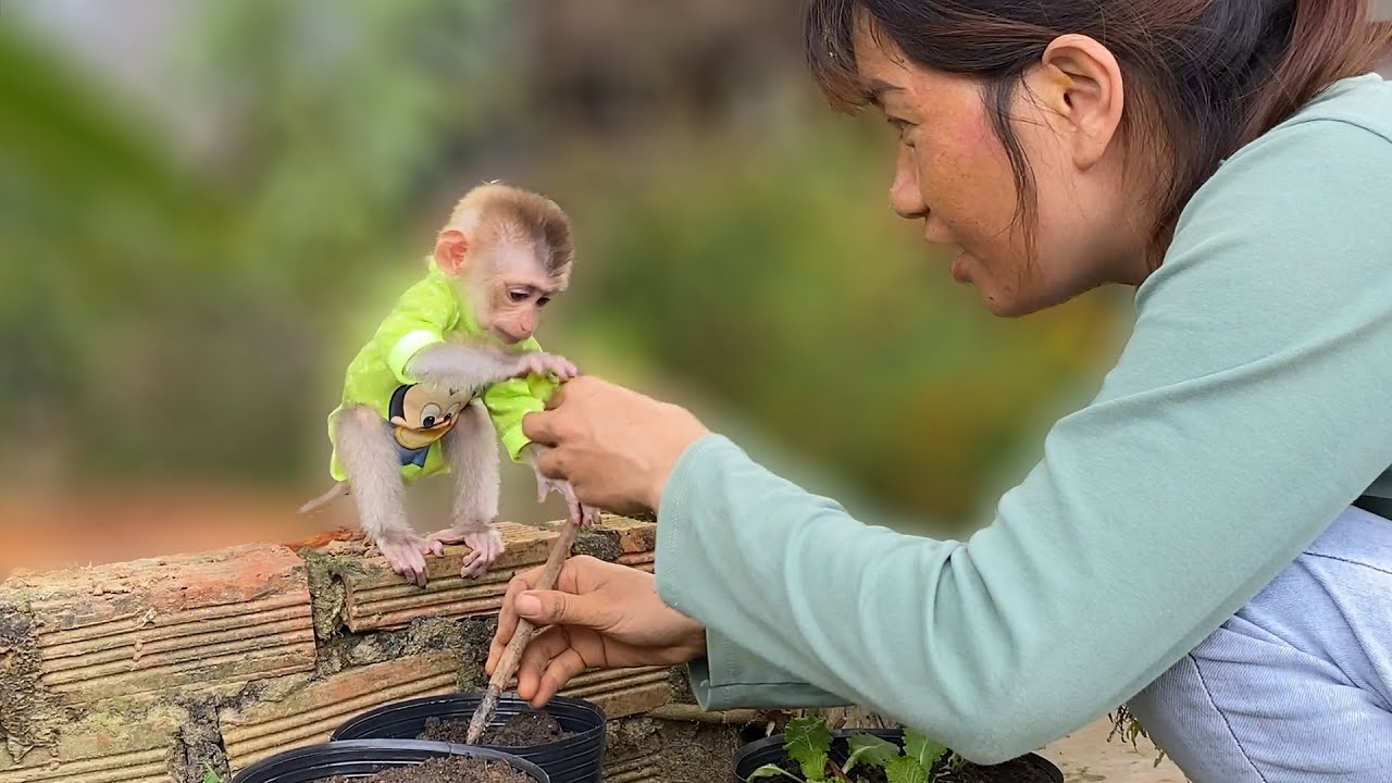 Monkey ZIM carefully helps mom grow green vegetables | Monkey Zim - YouTube