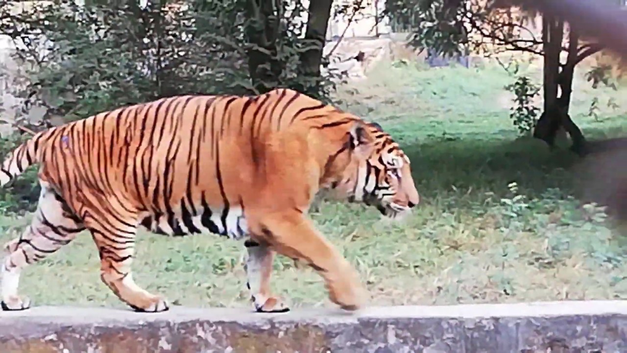 Royal bengal tiger at the national zoo, Dhaka, Bangladesh - YouTube