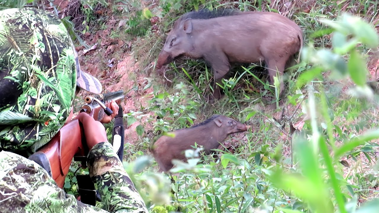 BERBURU 10 EKOR BABI HUTAN GUNUNG‼️deadly struggle,during the hunt for ...