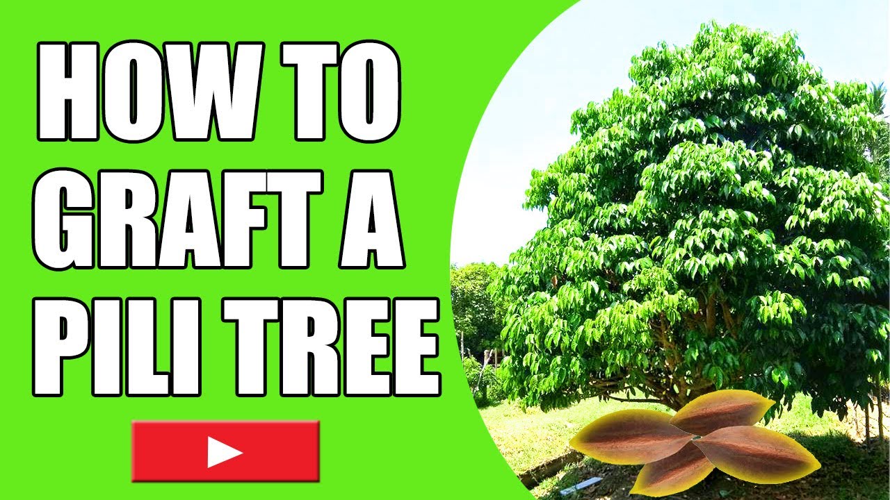 Pili tree grafting by PhilPili - YouTube