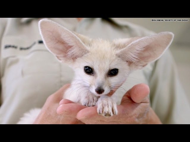 Baby Fennec Rever 1,700+ Fennec Fox Stock Photos, Pictures