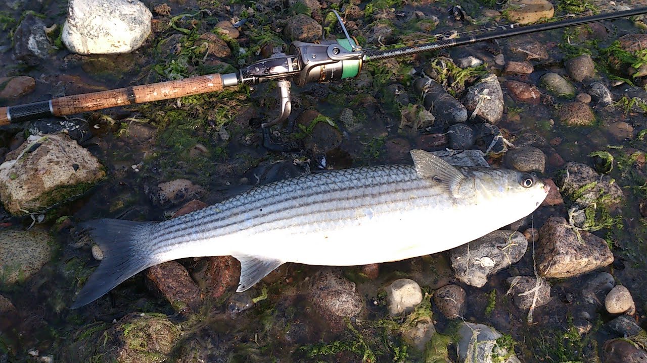 Meeräsche - Livebiss No. 2 Multe fiskeri, Mullet fishing, Kefal - YouTube