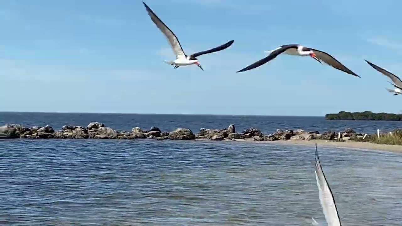 Perfect Flights - YouTube