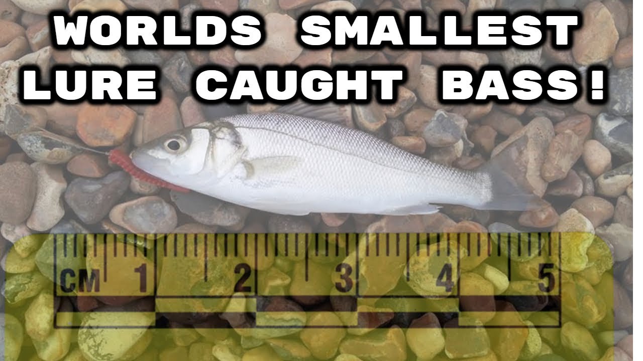 Worlds smallest lure caught bass! - YouTube