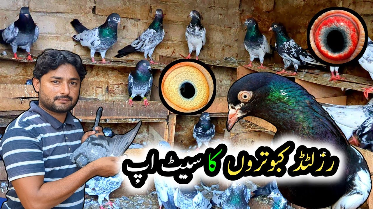 Resulted Kabootar Ka Setup // Rampuri Kabootar // Teddy Kabootar ...