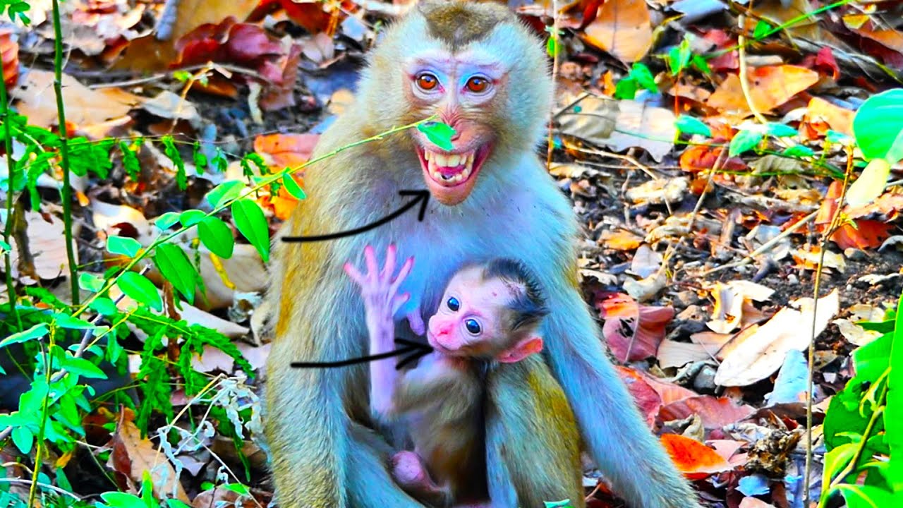 New Mommy looks th-in+ner & f😭e+ar sitting on the ground to care of p😭0 ...