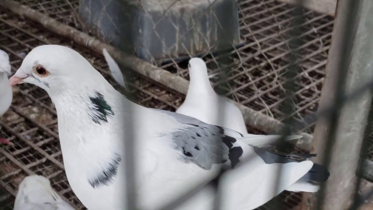 New Pigeons in our loft/White Racing homer - YouTube