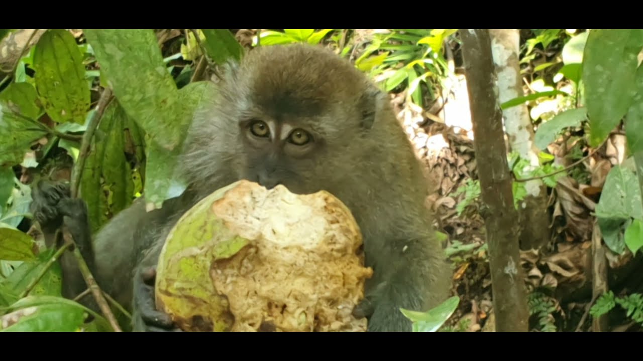 ลิงป่า wild monkey @ Bukit Timah Hill , Singapore. - YouTube