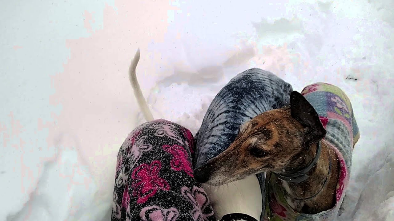 Over 2 feet of snow- greyhounds in blizzard 2016! - YouTube