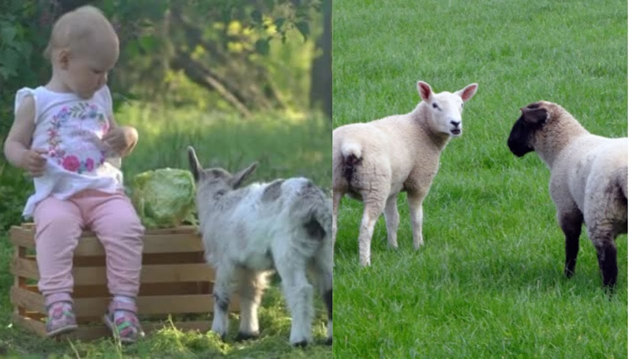 sheep attacking people - angry goat and sheep attack - try not to laugh ...