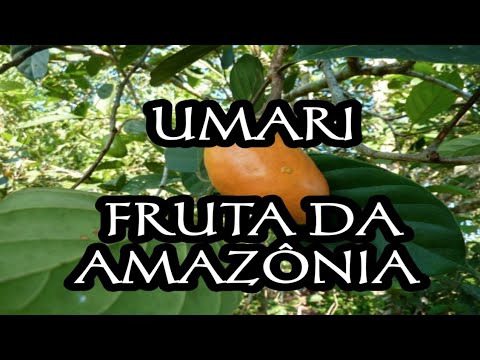 UMARI FRUTA DA AMAZÔNIA | MOSTRANDO FRUTOS + MUDAS DO UMARI + ÁRVORE DO ...