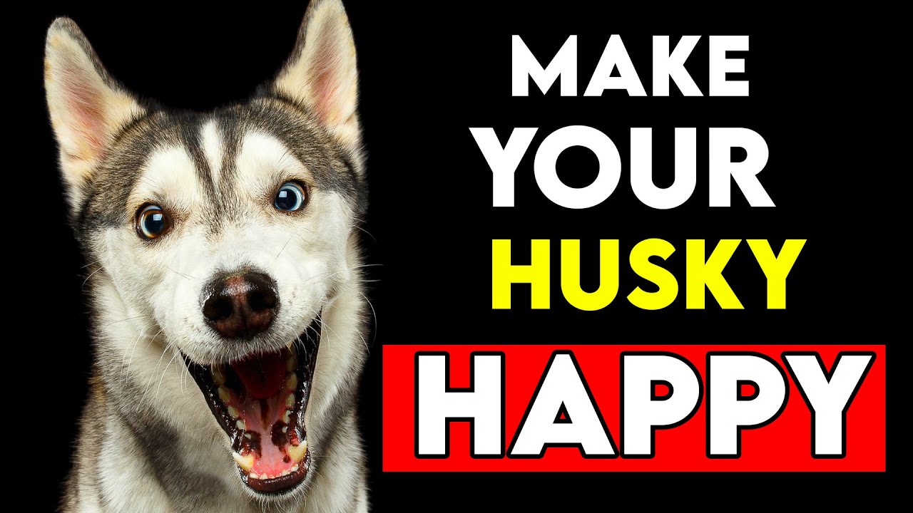 How To REALLY Make Your Husky HAPPY - YouTube