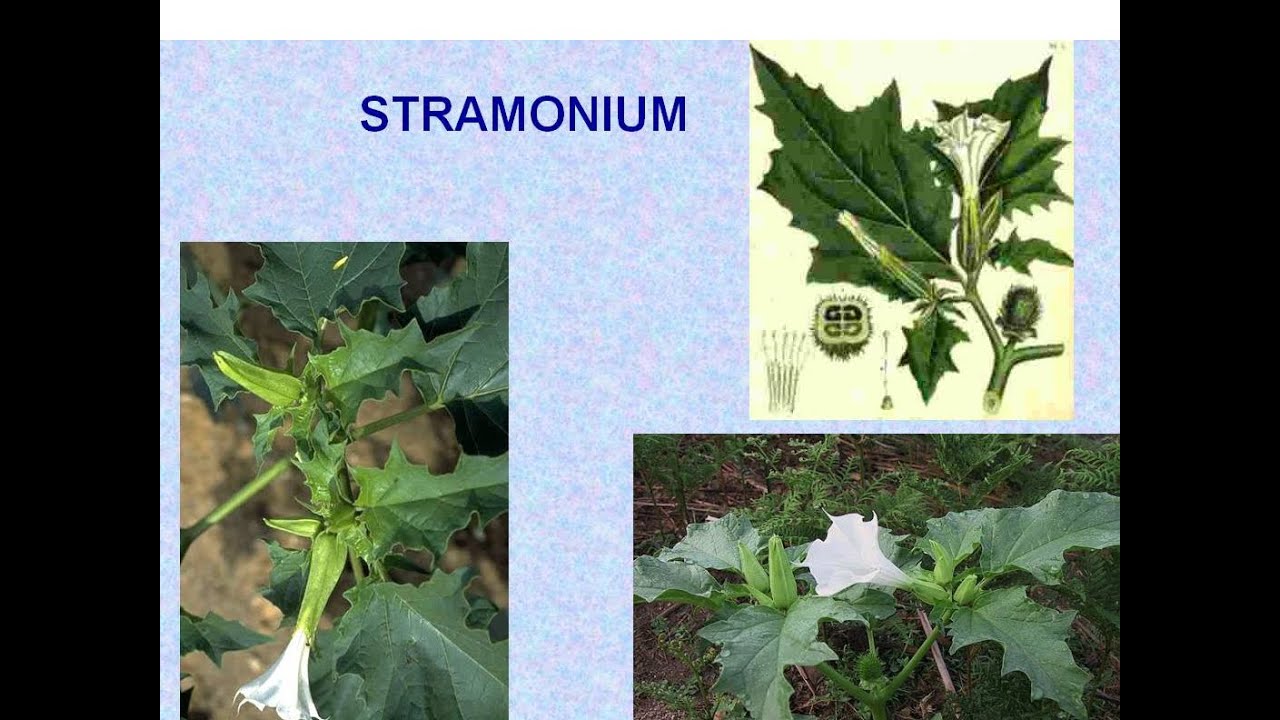 STRAMONIUM - ΑΝΤΙΜΕΤΩΠΙΣΗ ΟΞΕΩΝ ΚΑΤΑΣΤΑΣΕΩΝ ΜΕ ΟΜΟΙΟΠΑΘΗΤΙΚΗ - YouTube