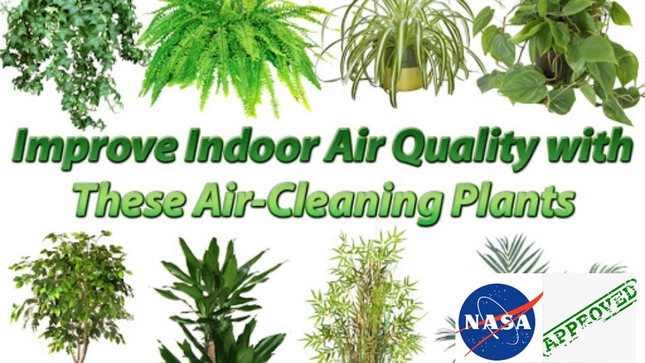 Nasa Plants Air Quality