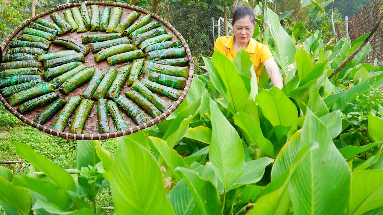 Harvest Dong Leaves - Making Traditional Pork Filled Rice Cake, Go to ...