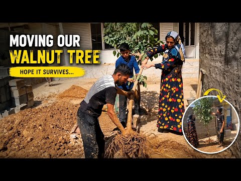 We Had to Move Our Walnut Tree… Emotional Family Moment