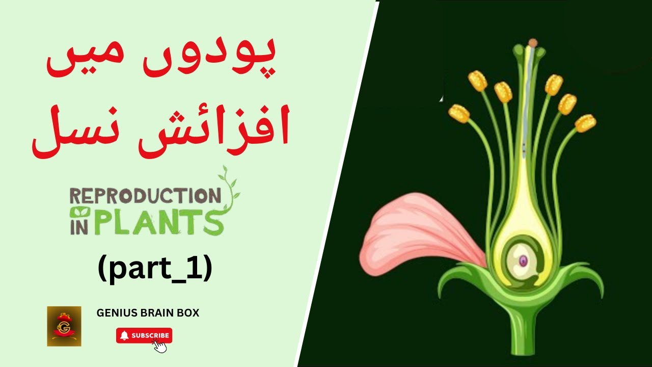 Plant Power! Master Plant Reproduction (URDU MEDIUM) PART_1 with 30+ MCQs FOR (TET, CTET, DSC ...