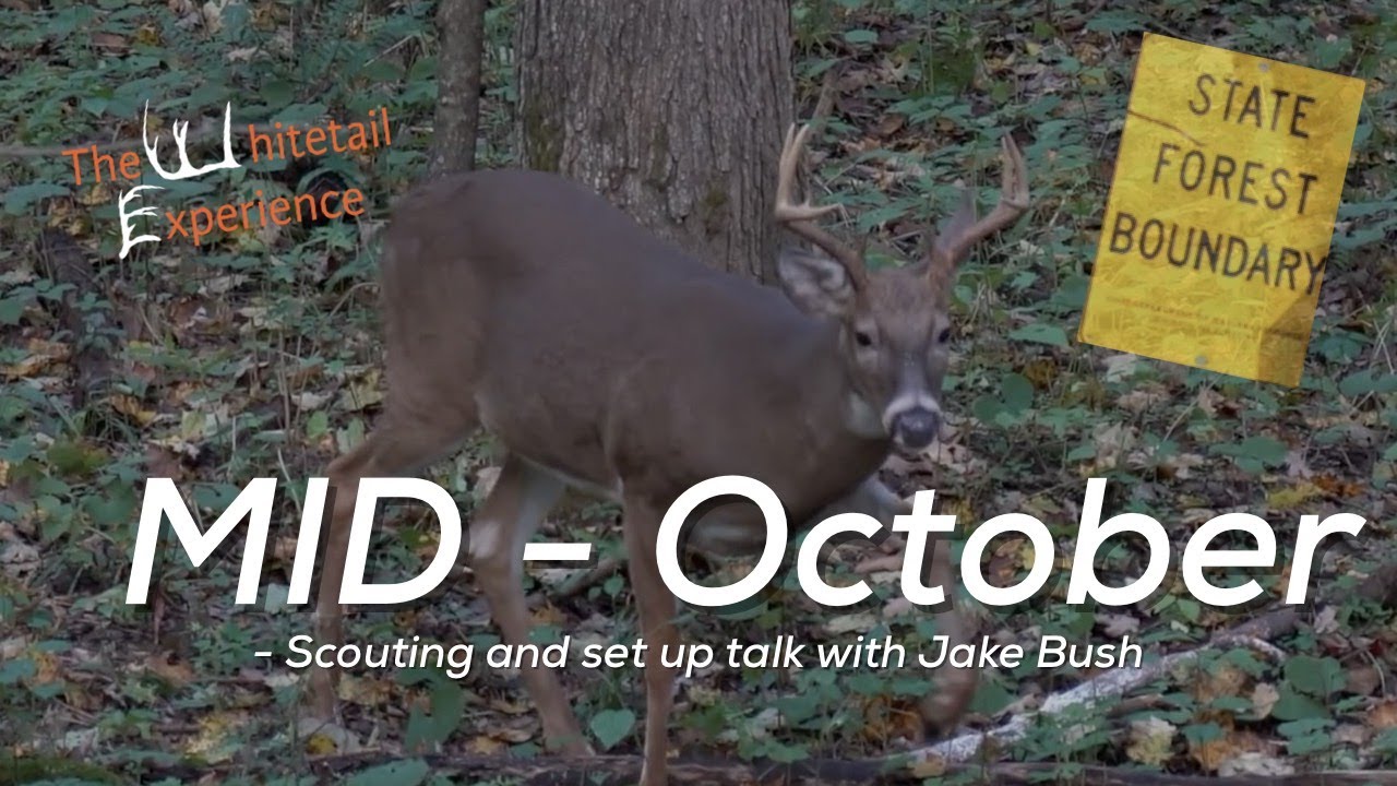 MID October public land Deer Hunting tactics with Jake Bush - YouTube
