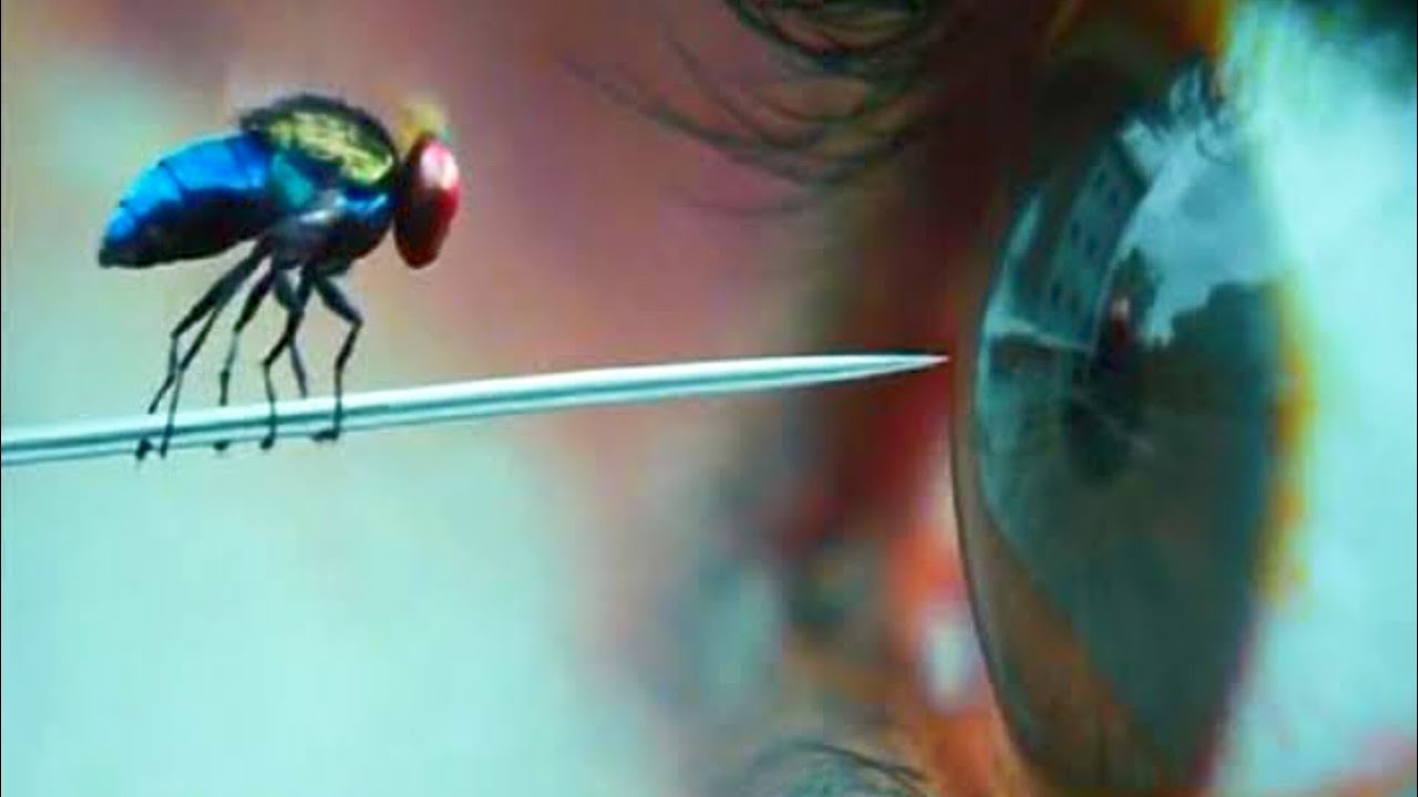 Man gets killed, then Reborn as a Fly to take Revenge - YouTube