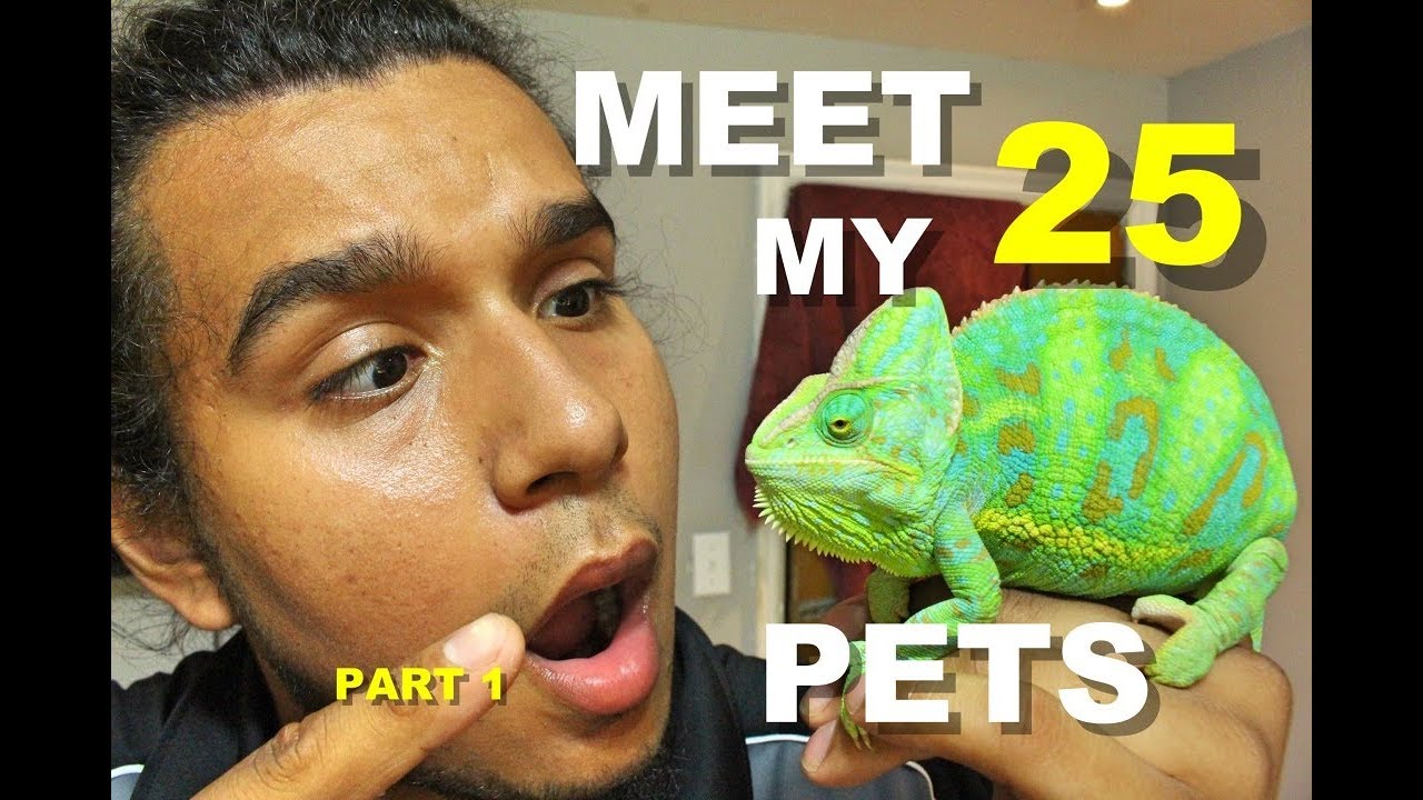 Meet My Pets (20+ Reptiles in One Room) 🐍🐍🐍 Part 1 - YouTube
