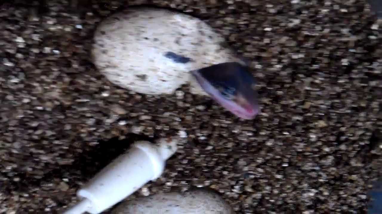 Leopard Gecko egg hatching - YouTube