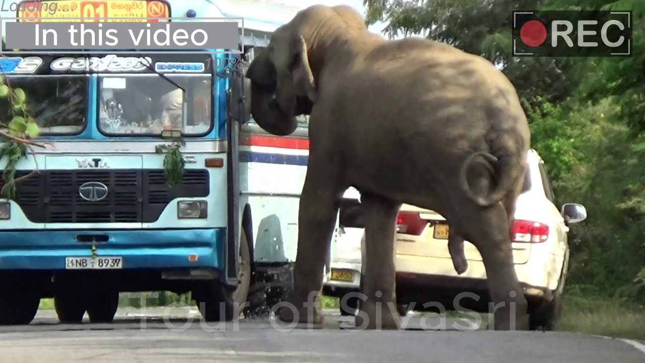 The busiest bus journey ever - Wild elephant stopped the buses and ...